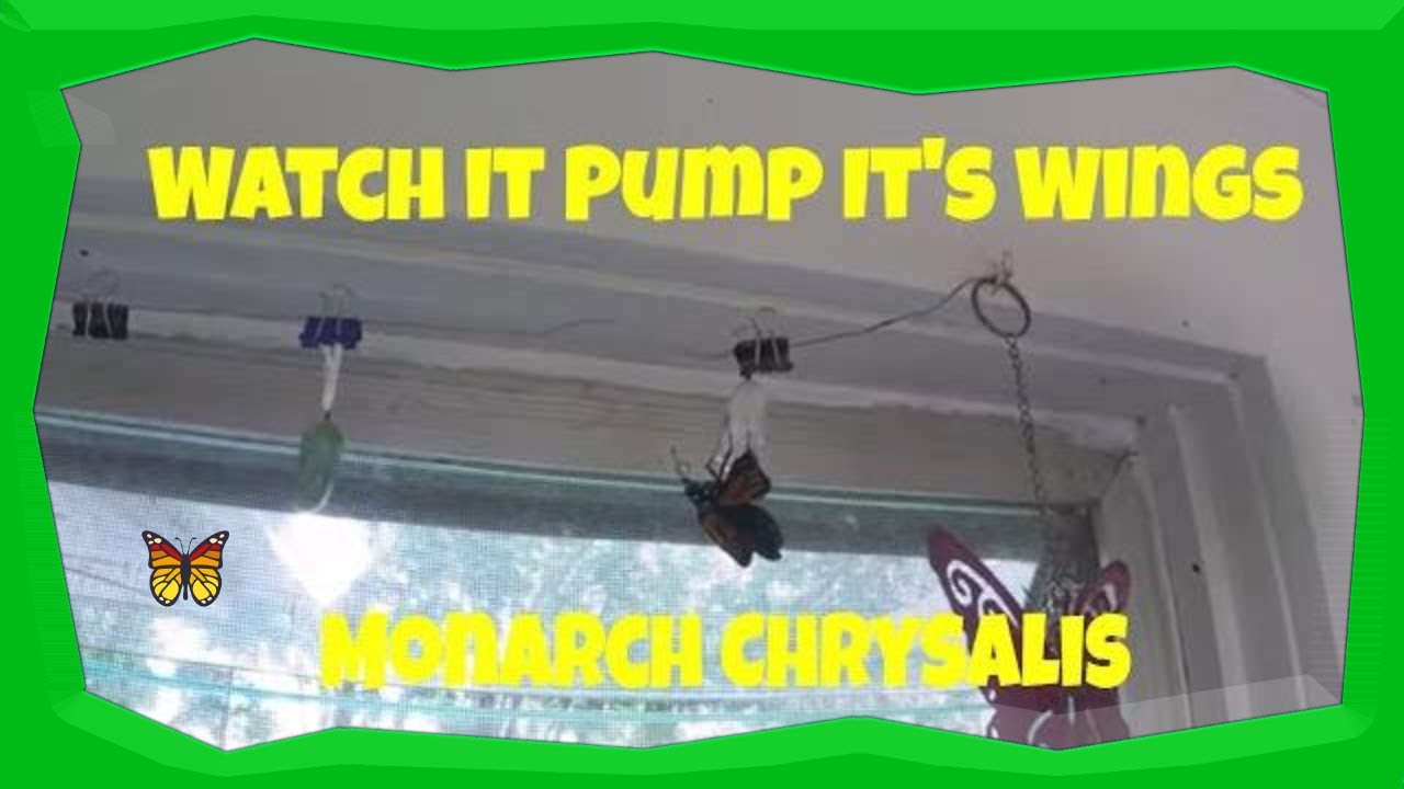 Monarch Chrysalis Opening Into Butterfly 2019 - YouTube