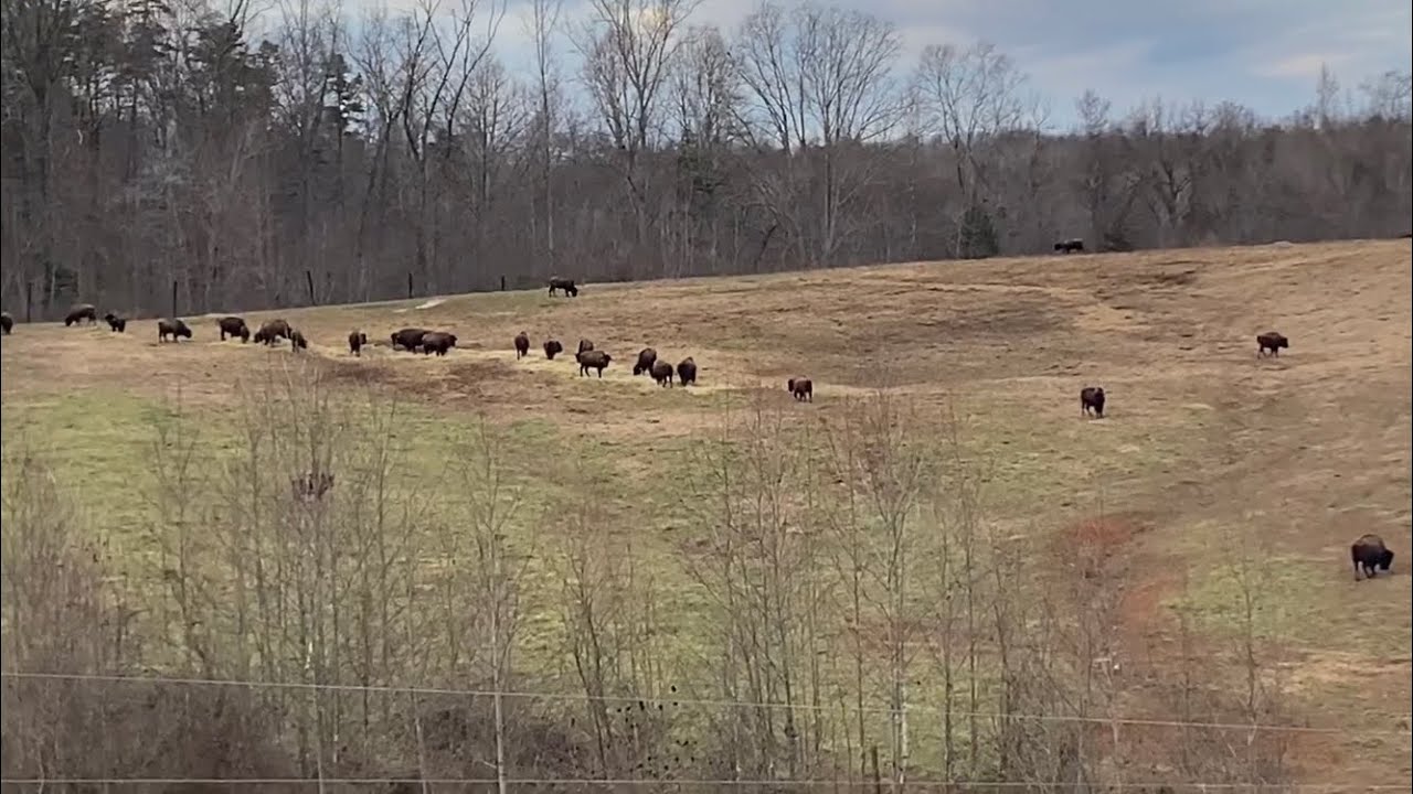 Virginia Bison Co Cibola Farms, We sold the Pinto and bronco - YouTube