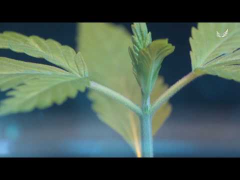 CANNABIS TIMELAPSE - Positronics indoor - - YouTube