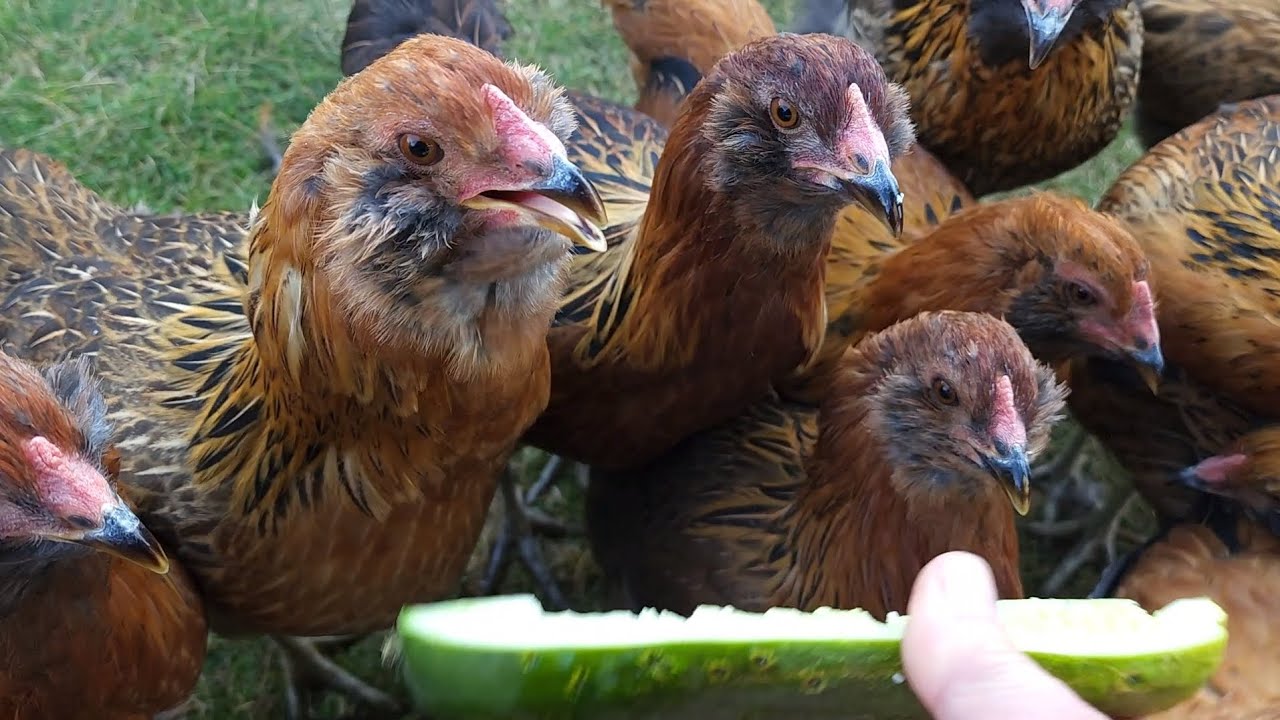 Chickens devour a cuke close up and personal - YouTube