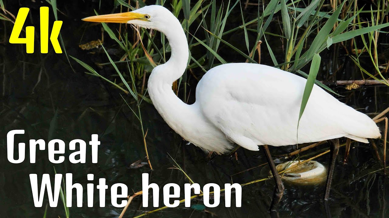 Great White heron | Birds 4k Video - YouTube