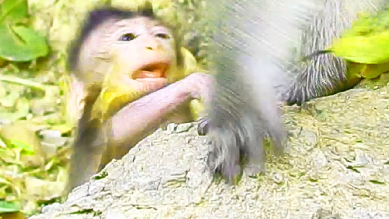 Baby Monkey, Madea, fall down tree - YouTube