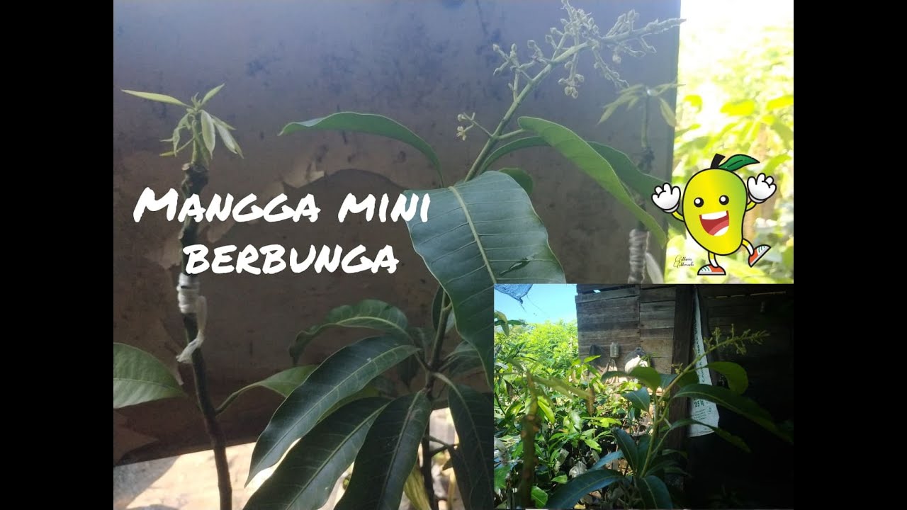 How to grafting mango to making perfect scion - YouTube