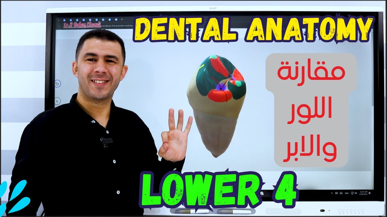7- Lower First Premolar ( 3D of Lower 4) P1 - YouTube