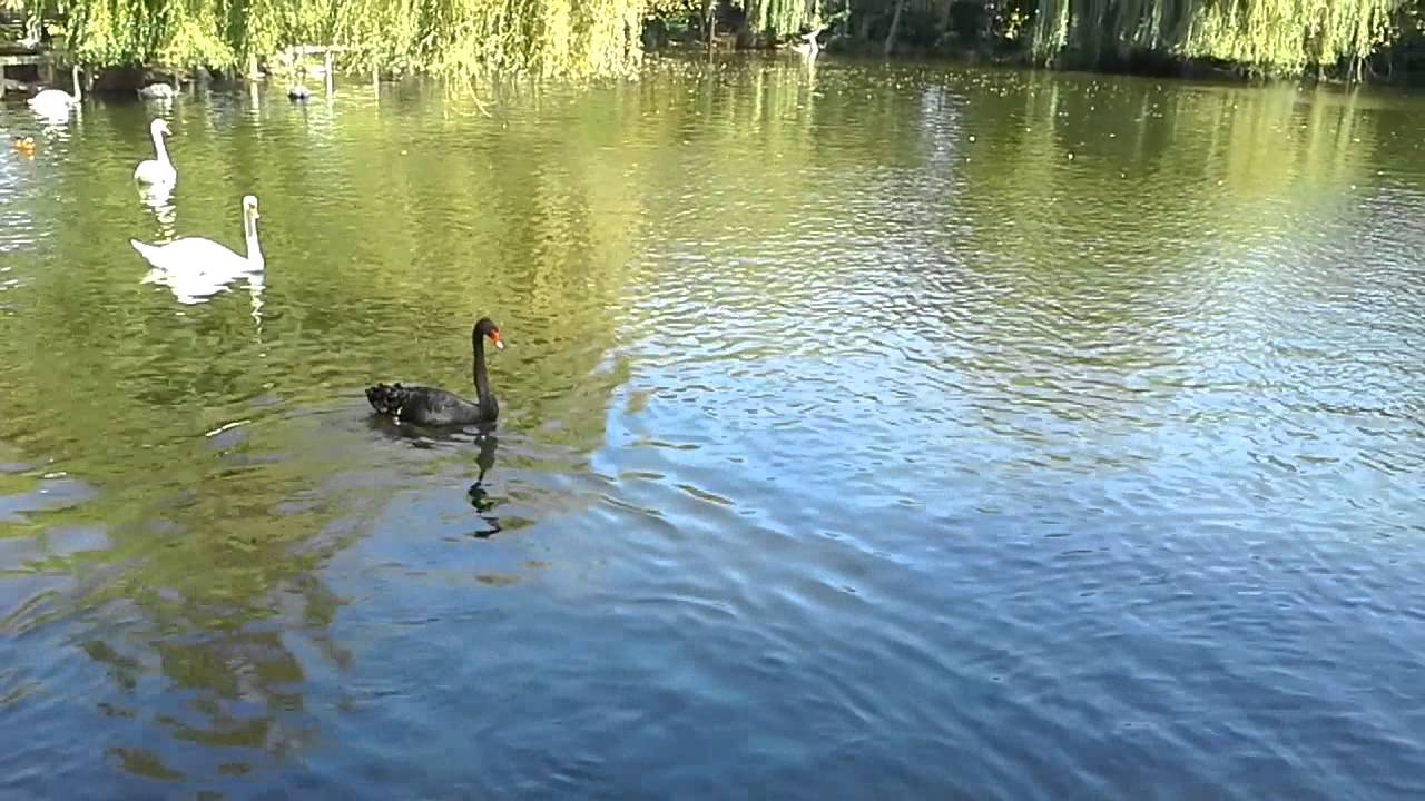 Пруд с лебедями в замке Равадиново Youtube