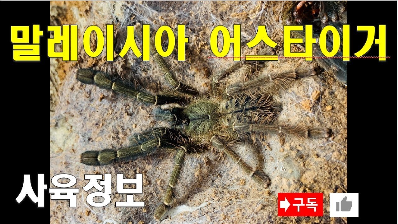 말레이시아지구타이거 사육정보_타란튤라tarantula - YouTube