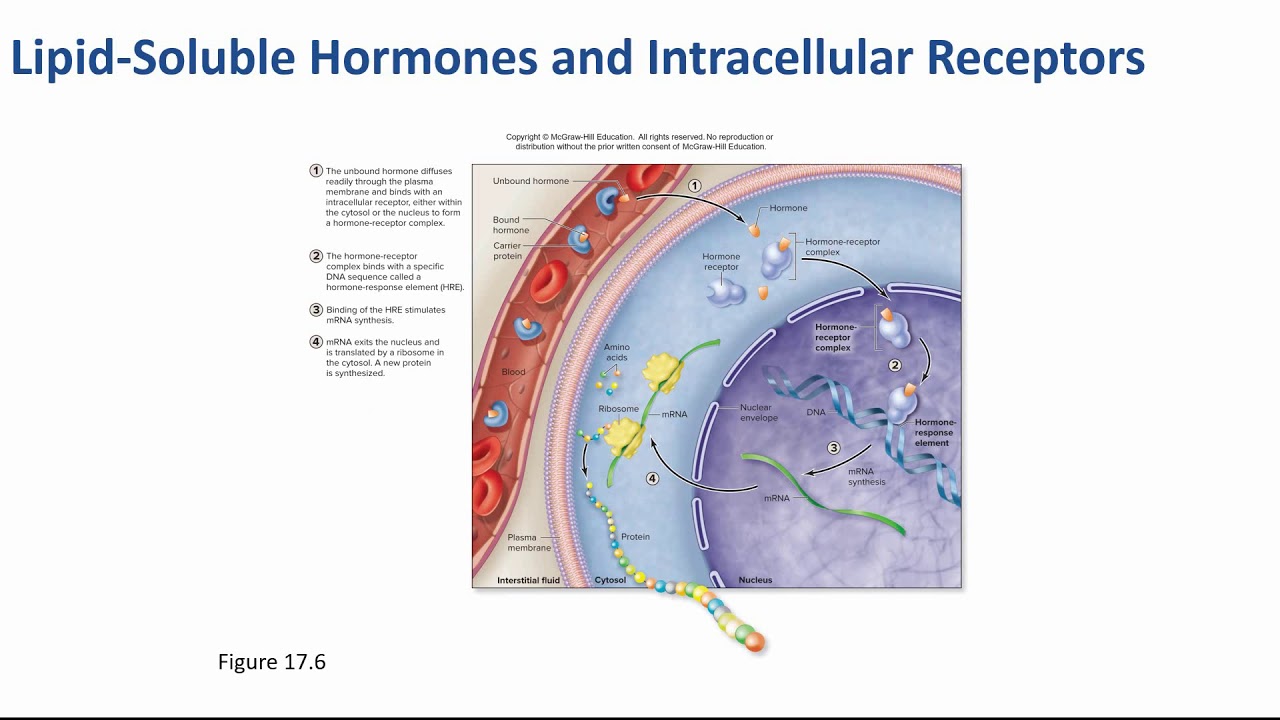 Chapter 17: Endocrine - YouTube