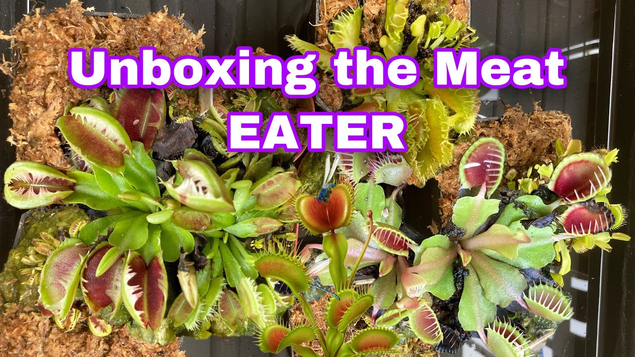 UNBOXING 6 DIFFERENT TYPES OF VENUS FLYTRAP | DIONAEA MUSCIPULA - YouTube