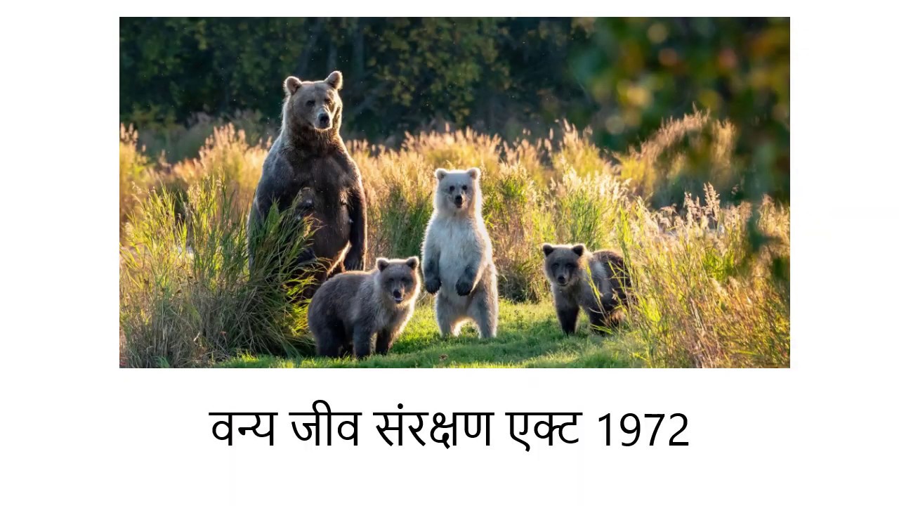 Wildlife Protection Act 1972 1972 YouTube wildlife-protection-act-1972-1972-youtube