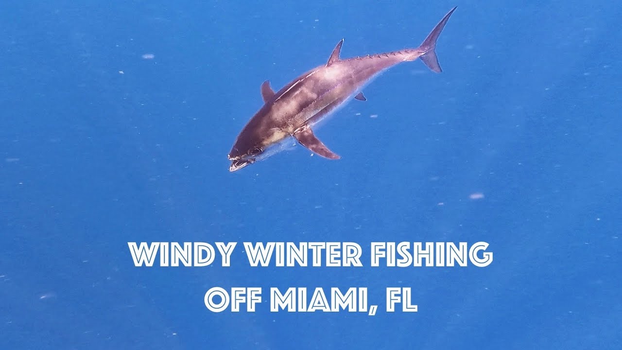 Windy Winter Fishing in Miami | Kitefishing in the Cold! - YouTube