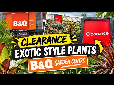 Half Price Plants at B&Q!
