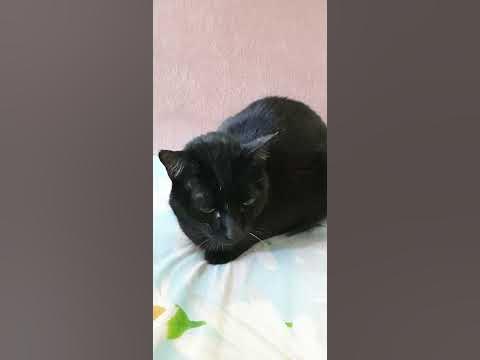 Кот 🐱 без забот. - YouTube