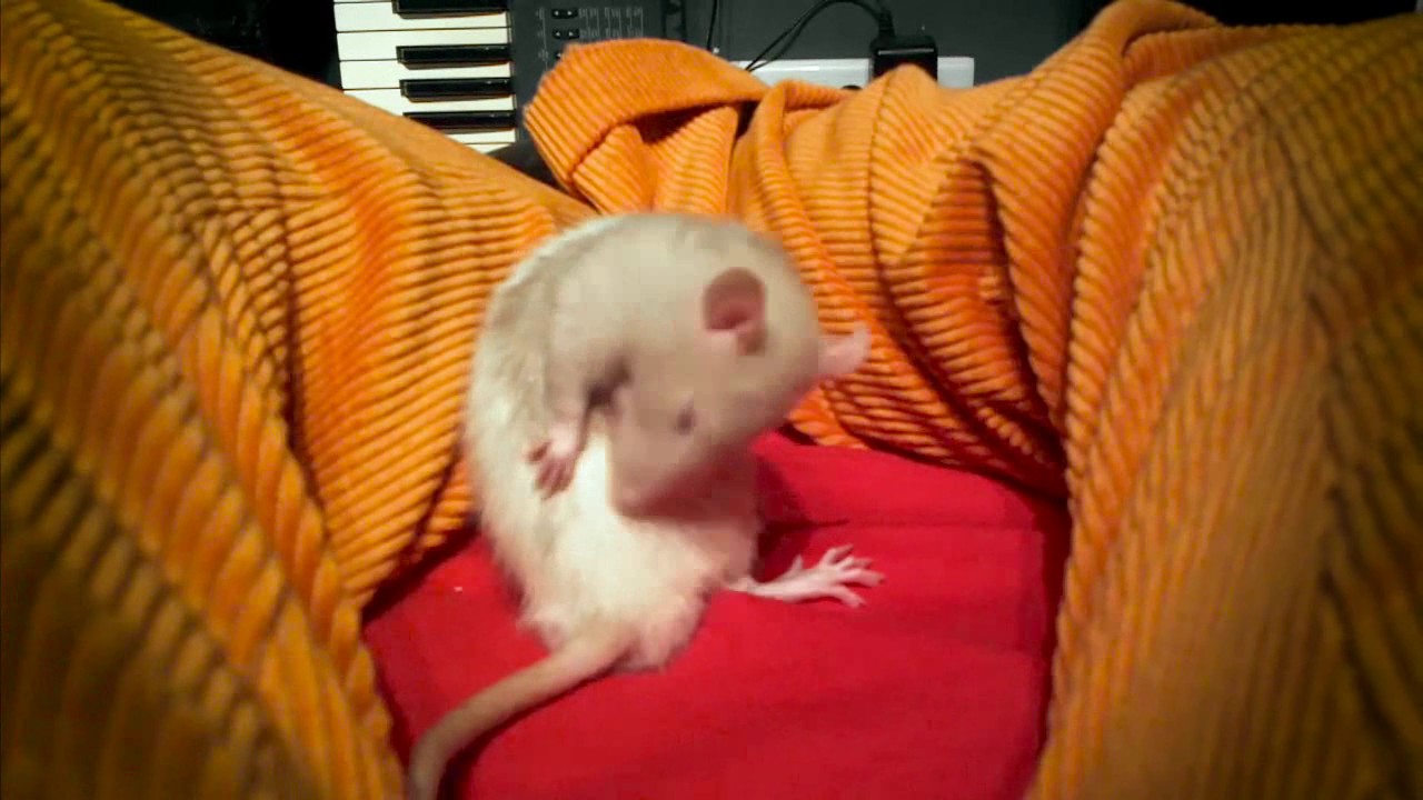 Baby rat grooming - YouTube