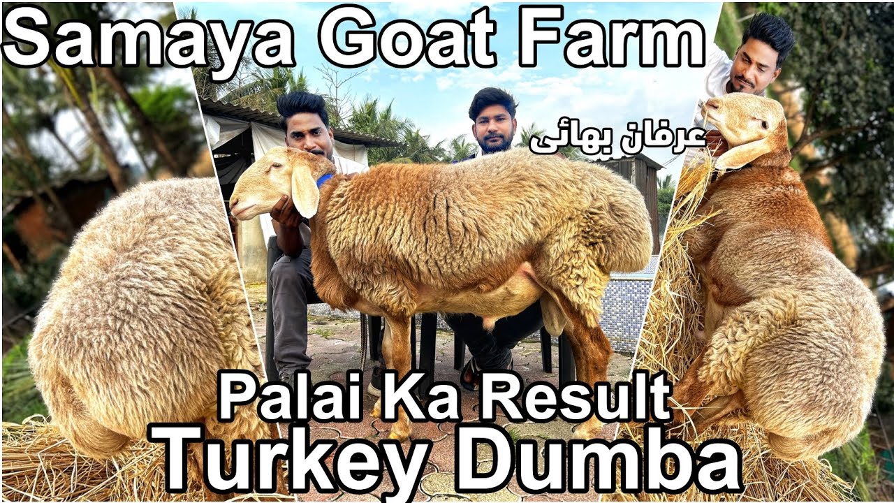 Original Turkey Dumba Palai Ka Result At Samaya Goat Farm 💥 - YouTube