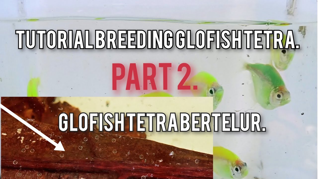 tutorial breeding glofish Tetra part2 ternyata glofish sudah bertelur. - YouTube