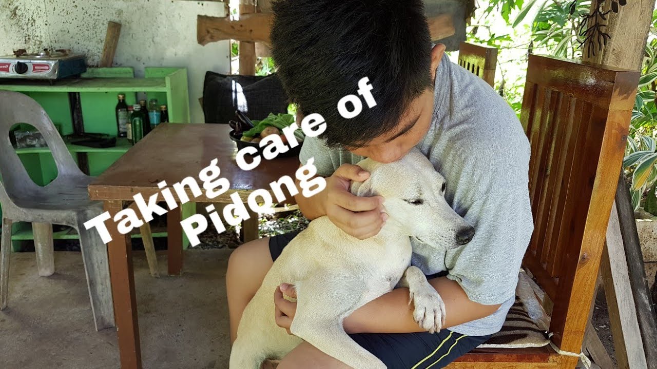 PIDONG THE DOG AWARD/ masahe - YouTube