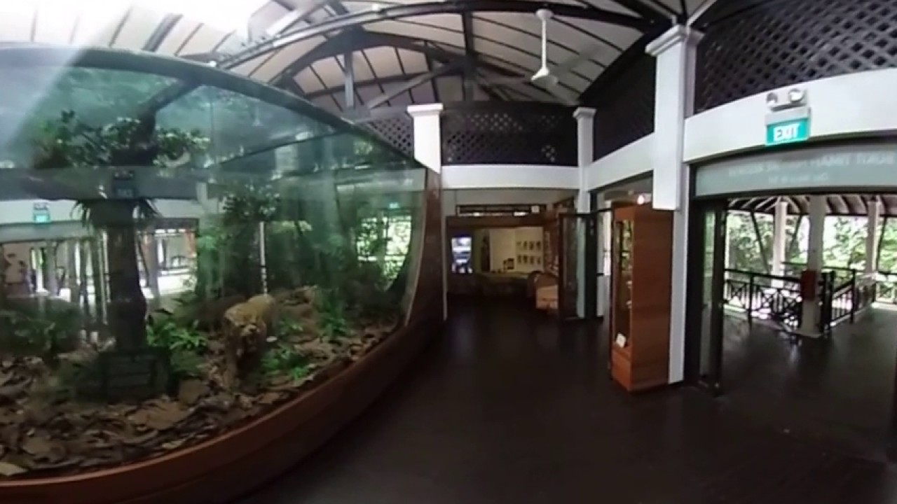 Bukit Timah Nature Reserve: Visitor's Centre 360 Video - YouTube
