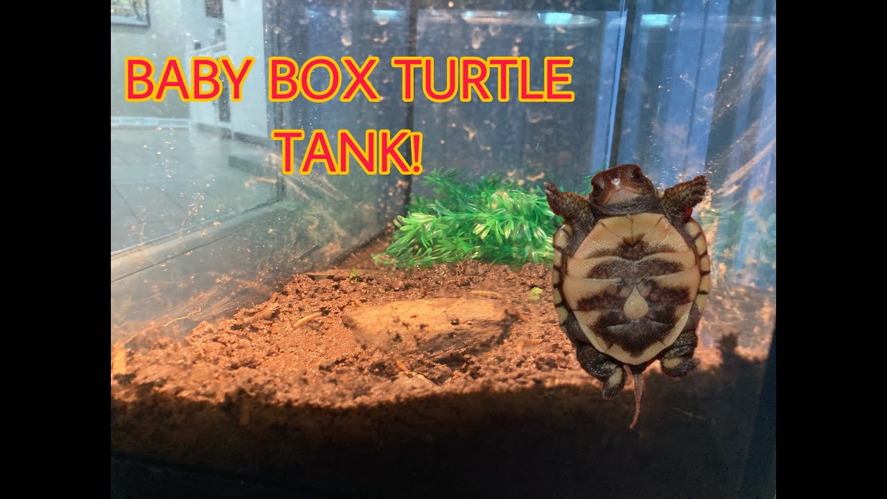 CREATING the Baby Box Turtle Aquarium! - YouTube