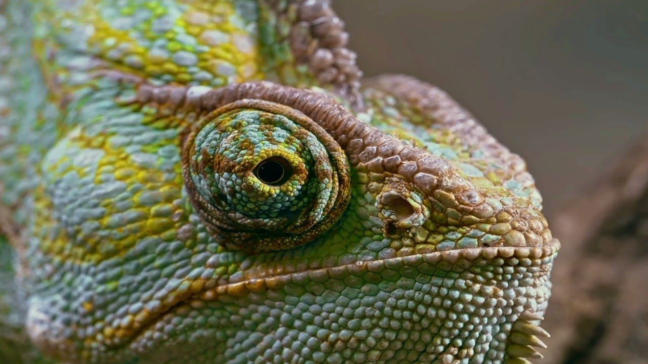 Most Amazing 3 species In Amazing. Amazing Beautiful Animals on Earth ...