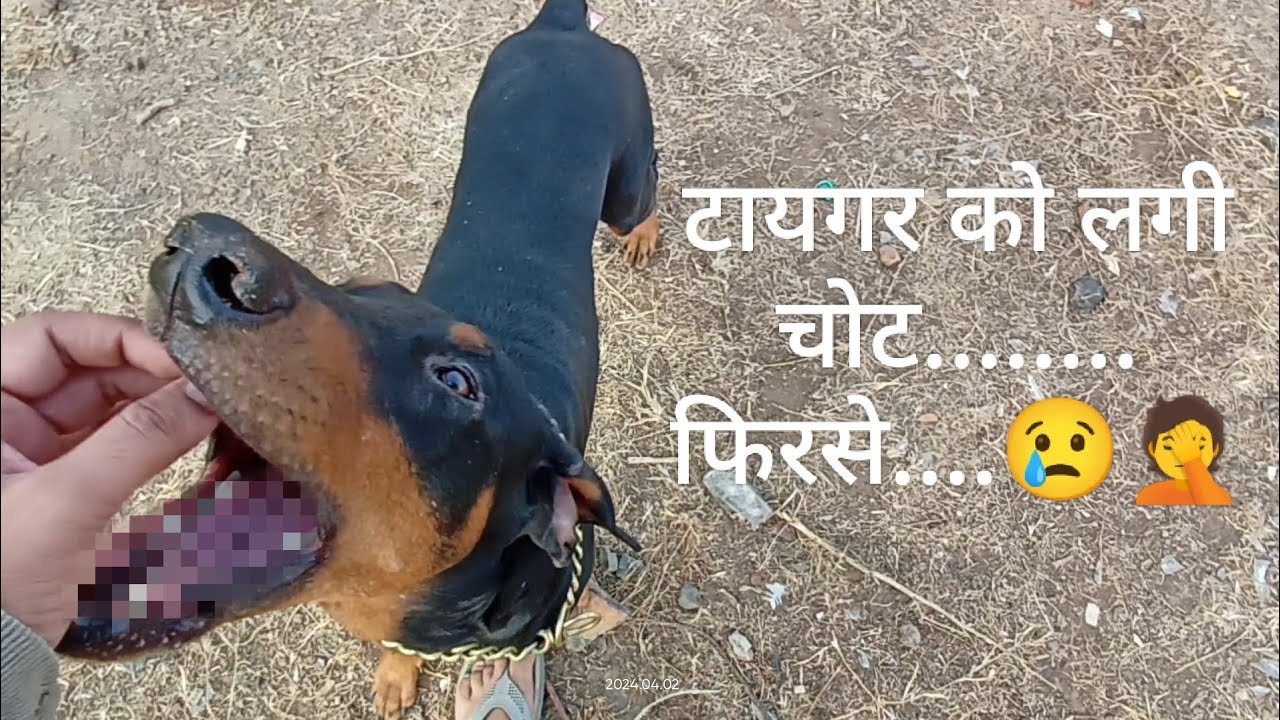 Tiger Meets His Old Friend 😀#doberman - YouTube