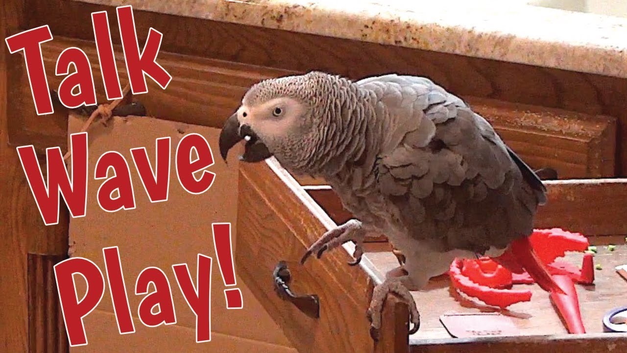 Talk, Wave, & Play in the Kitchen - YouTube