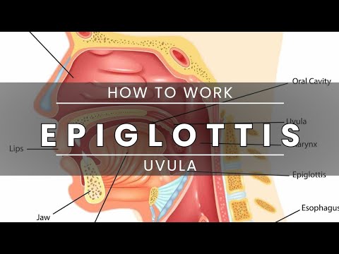 How to work Epiglottis & Uvula | Human Digestive System | 3D Animation ...