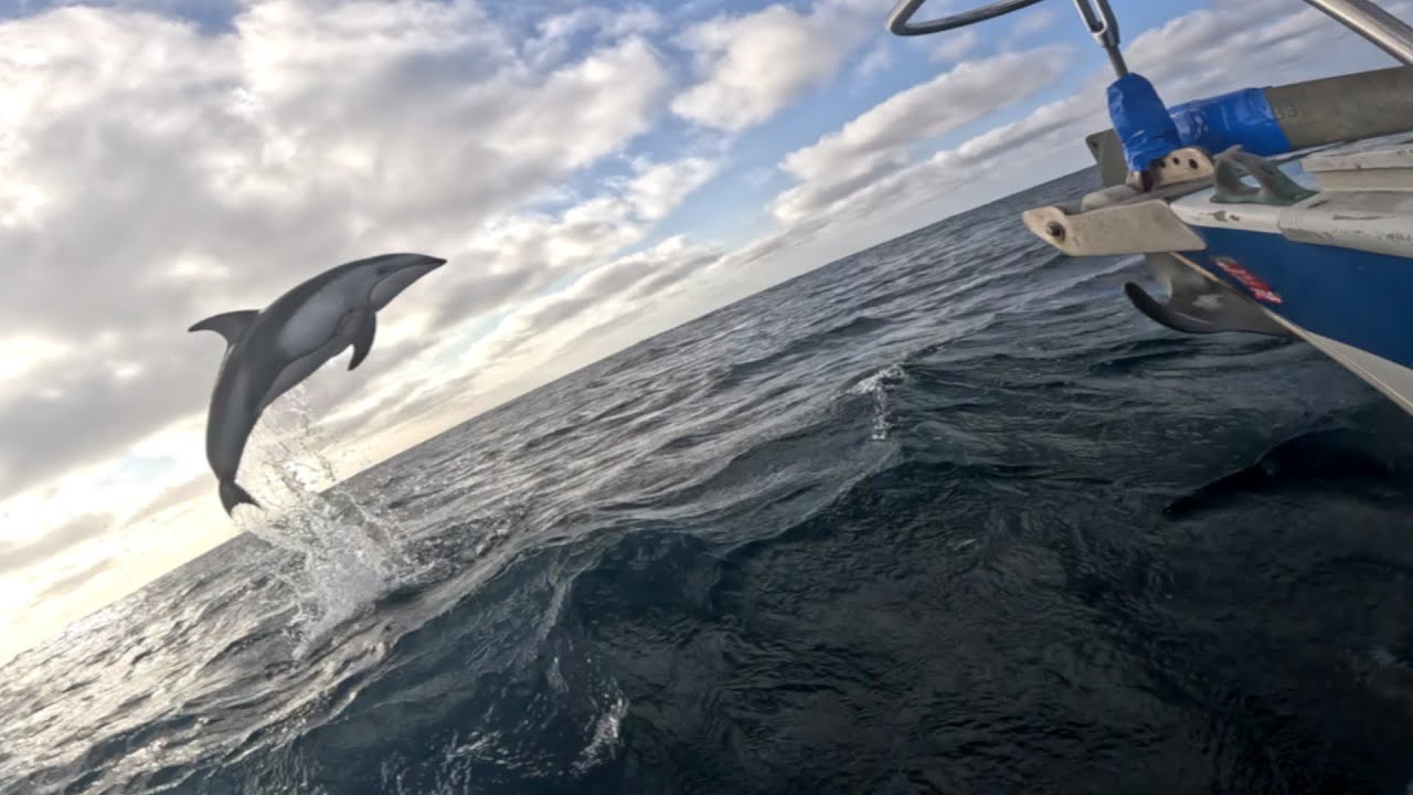 Sailing The Pacific Ocean With Dolphins | First Time Sailing Offshore ...