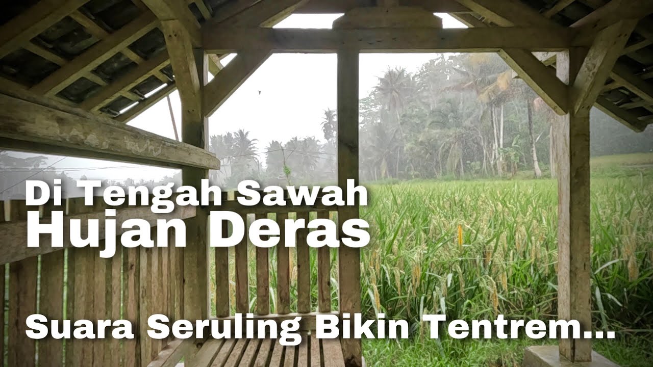 Menikmati Suasana di Sawah Saat Hujan Deras - Mendengarkan Seruling di ...