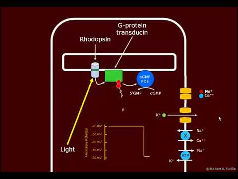 Visual Transduction - YouTube