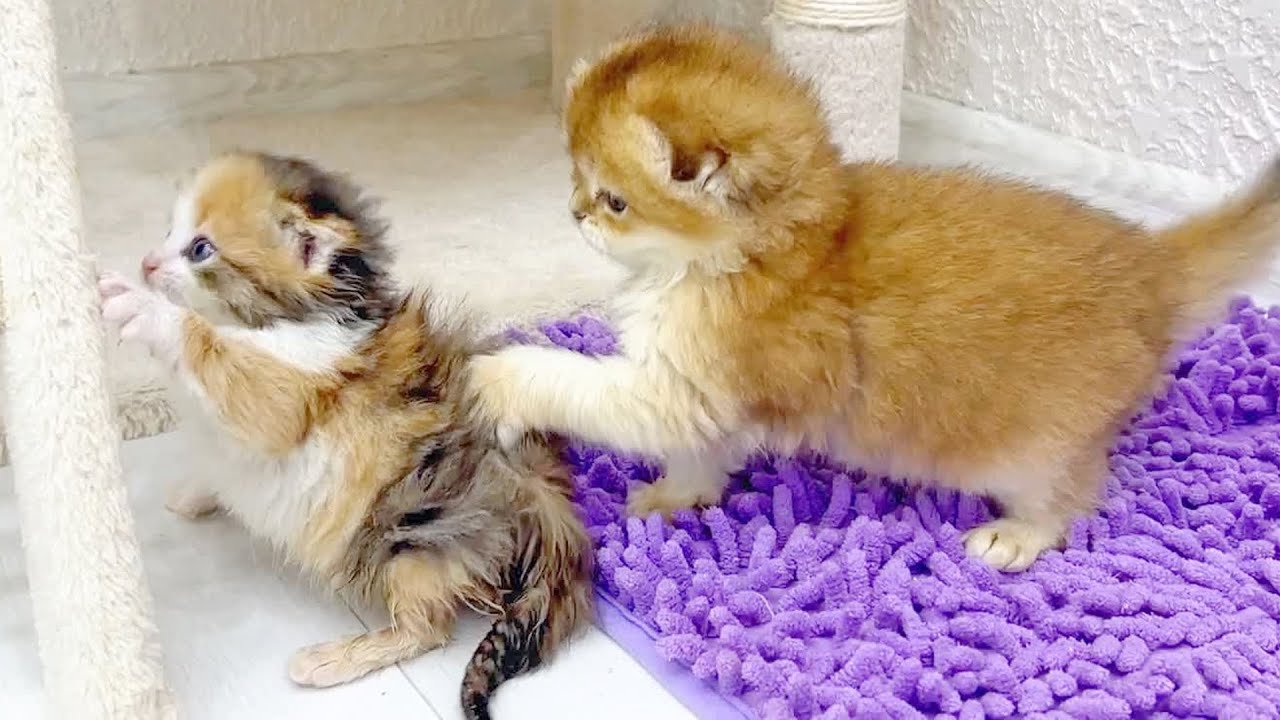 Paws up! Kitten fighting will make you smile! - YouTube