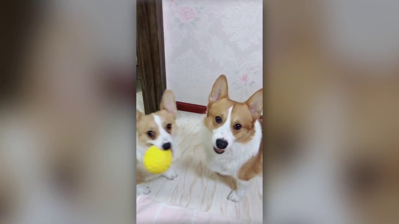 Corgi puppy fighting over toy - YouTube