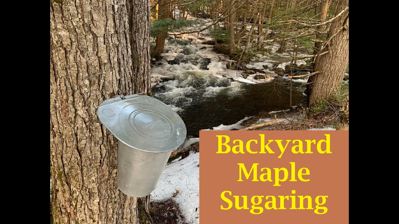Backyard Maple Sugaring - YouTube