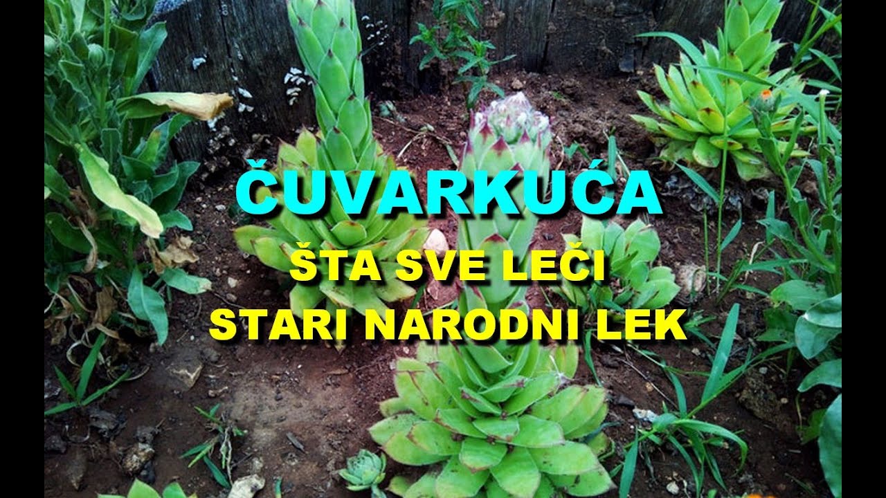 ČUVARKUĆA - ŠTA SVE LEČI STARI NARODNI LEK - YouTube
