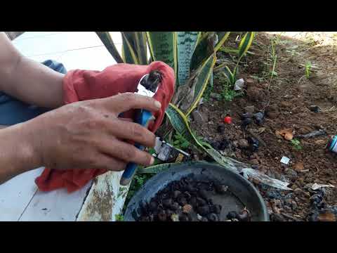 Cara kupas kulit kacang mete manual