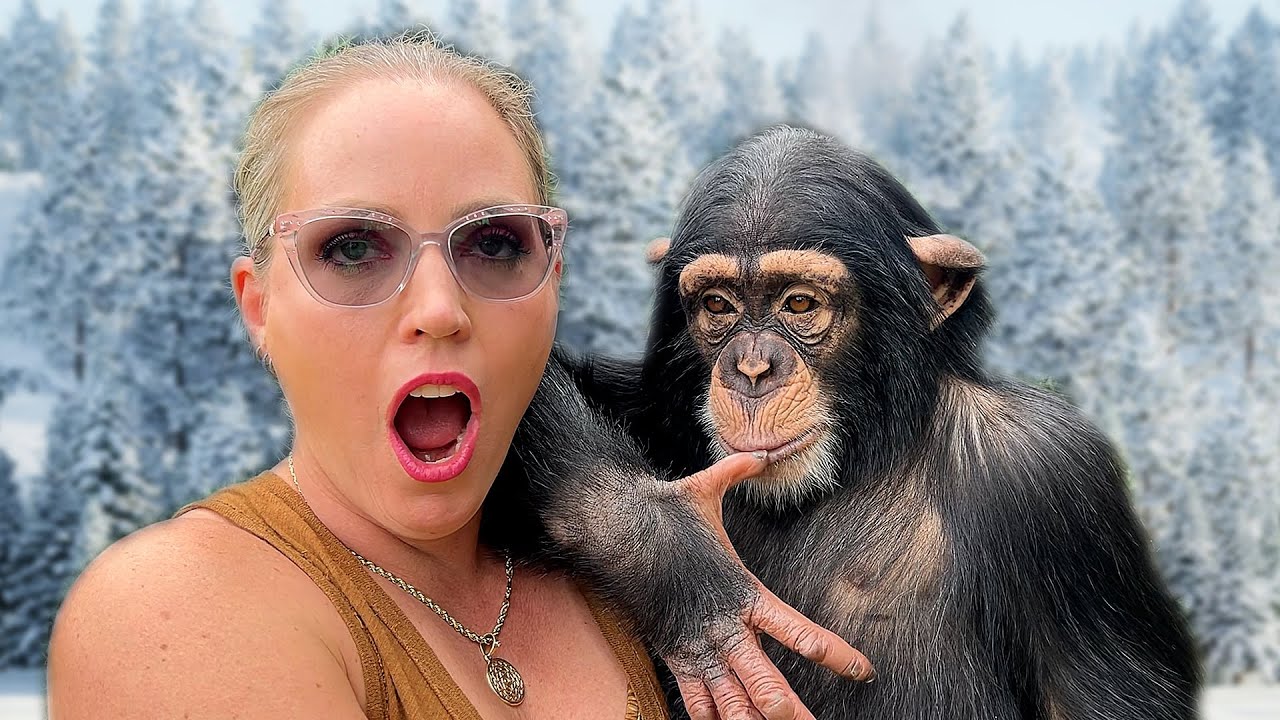 Spending winter with Angada the chimp - YouTube