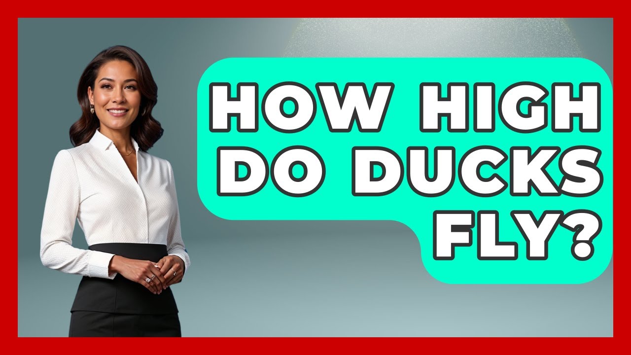 How High Do Ducks Fly? - Bird Watching Diaries - YouTube