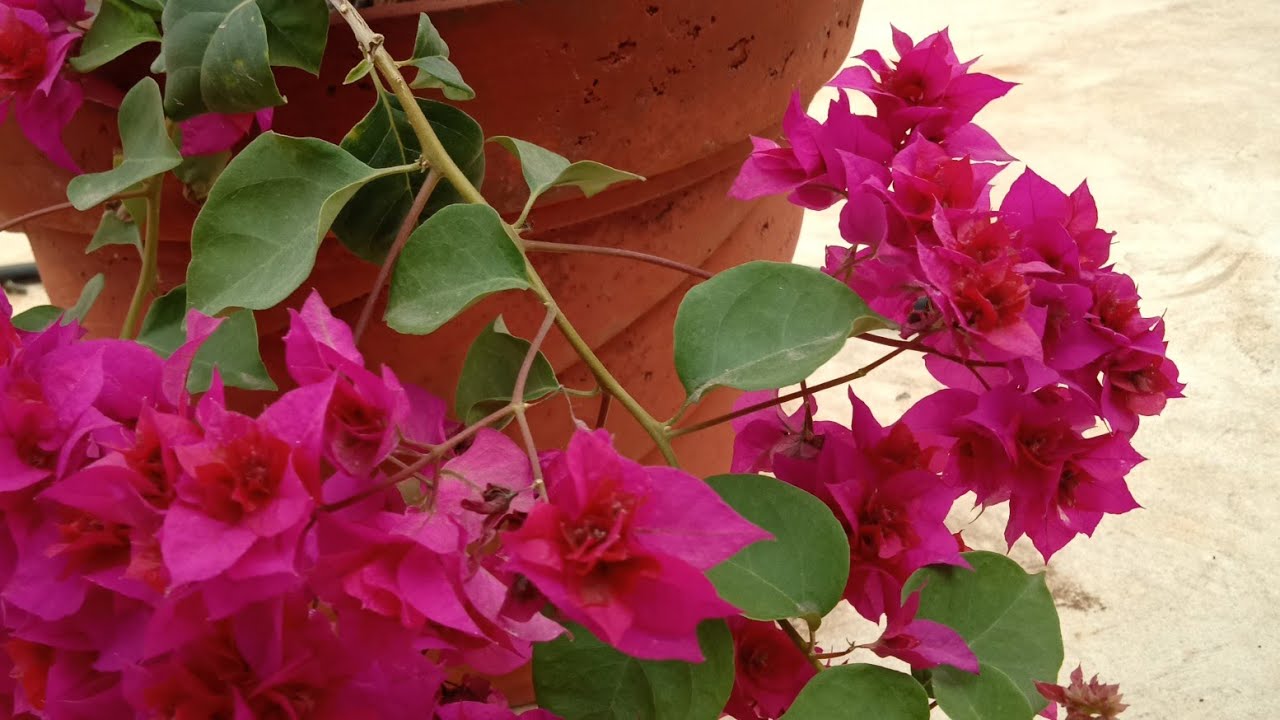 Bougainvillea flowers | Paper flowers | தாள் பூ | காகித பூ | thal poo ...
