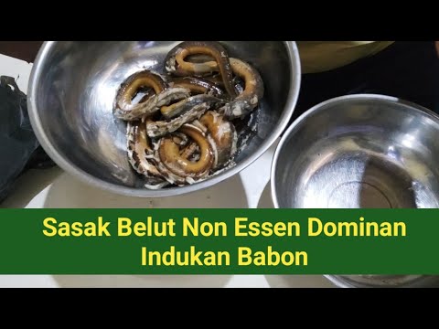 Sasak Belut Non Essen Dominan Indukan Babon @pakgurutotokchannel