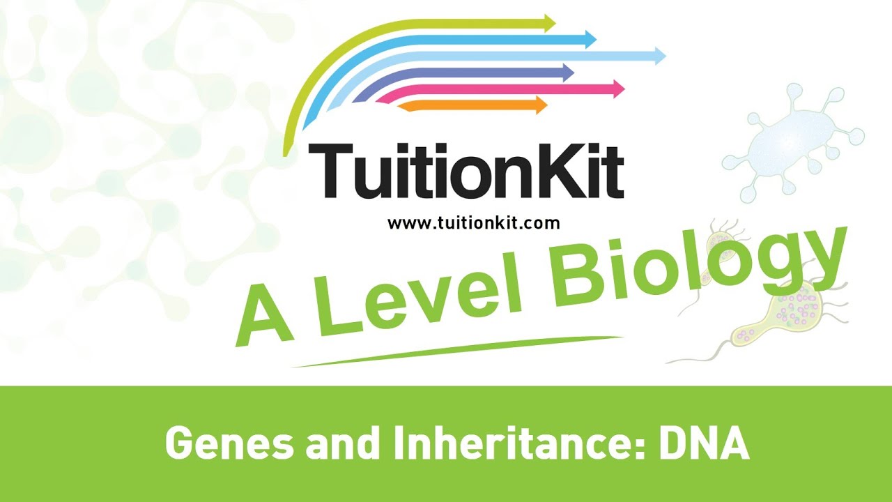 DNA (A Level Biology - Genes And Inheritance) - YouTube