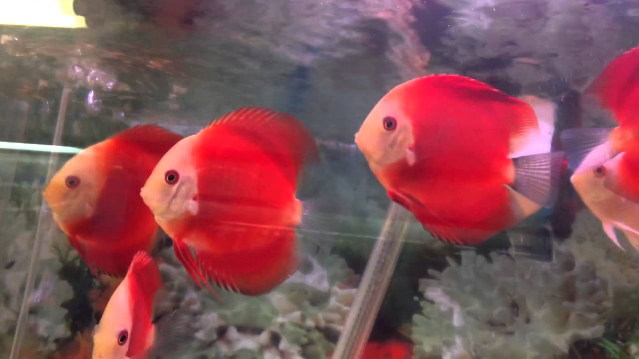 Fuji Red Discus For Sale (Fuji Apple Discus) - YouTube