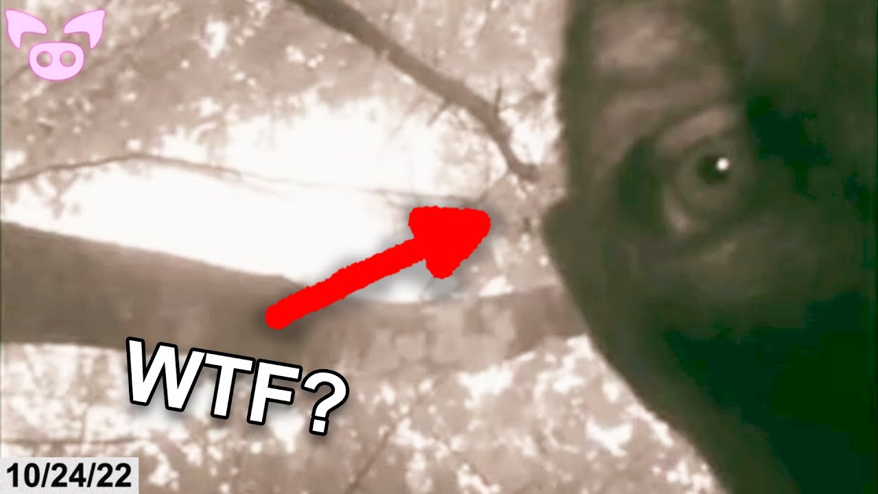 Disturbing Trail Cam Photos: What's Lurking in the Woods? - YouTube