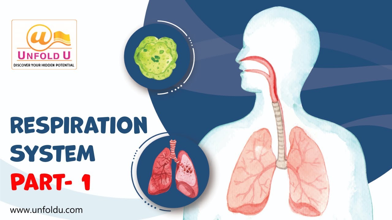 Respiration In Human Beings: Part 1 | Biology Science | Explained in ...