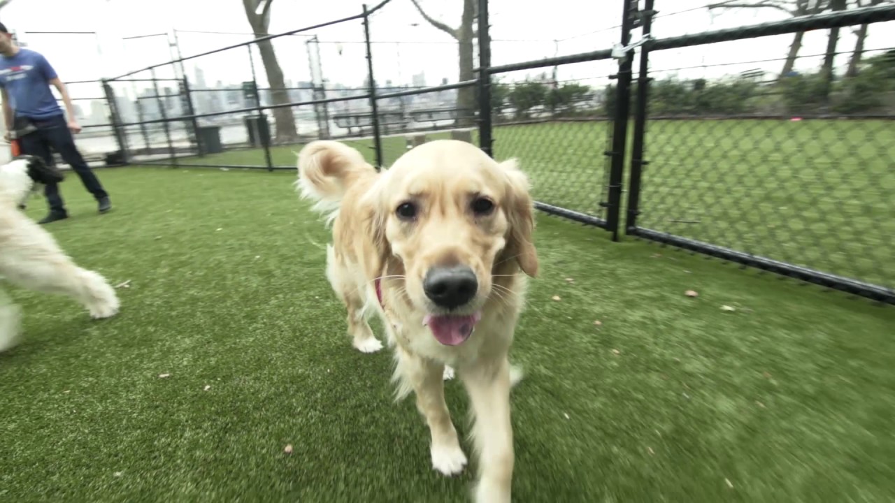 Strut Your Pup Promo - YouTube