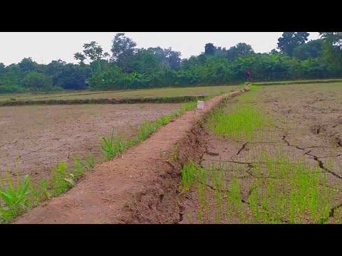 PROBLEMANG KUHOL SA PALAYAN - YouTube