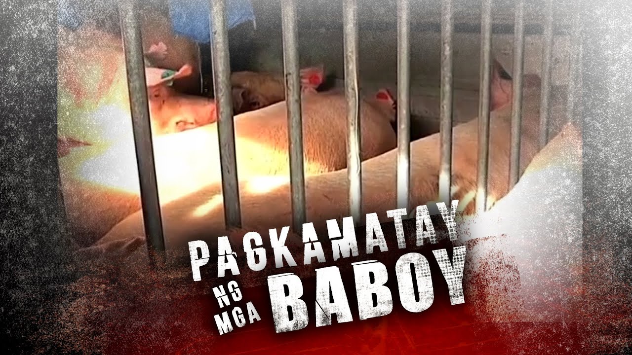 24 Oras: Pagpasok ng mga baboy at frozen meat mula sa ibang lugar ...