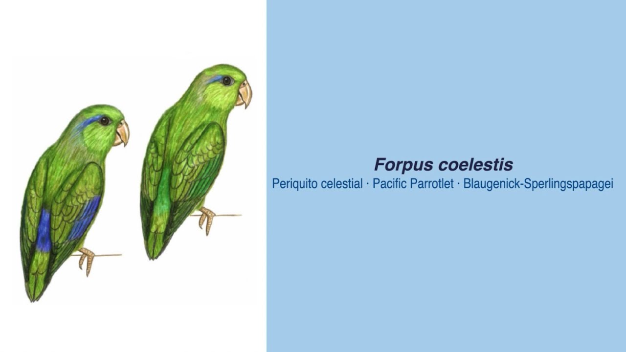 Video Encyclopedia of Parrot Species - #257 Forpus coelestis - YouTube