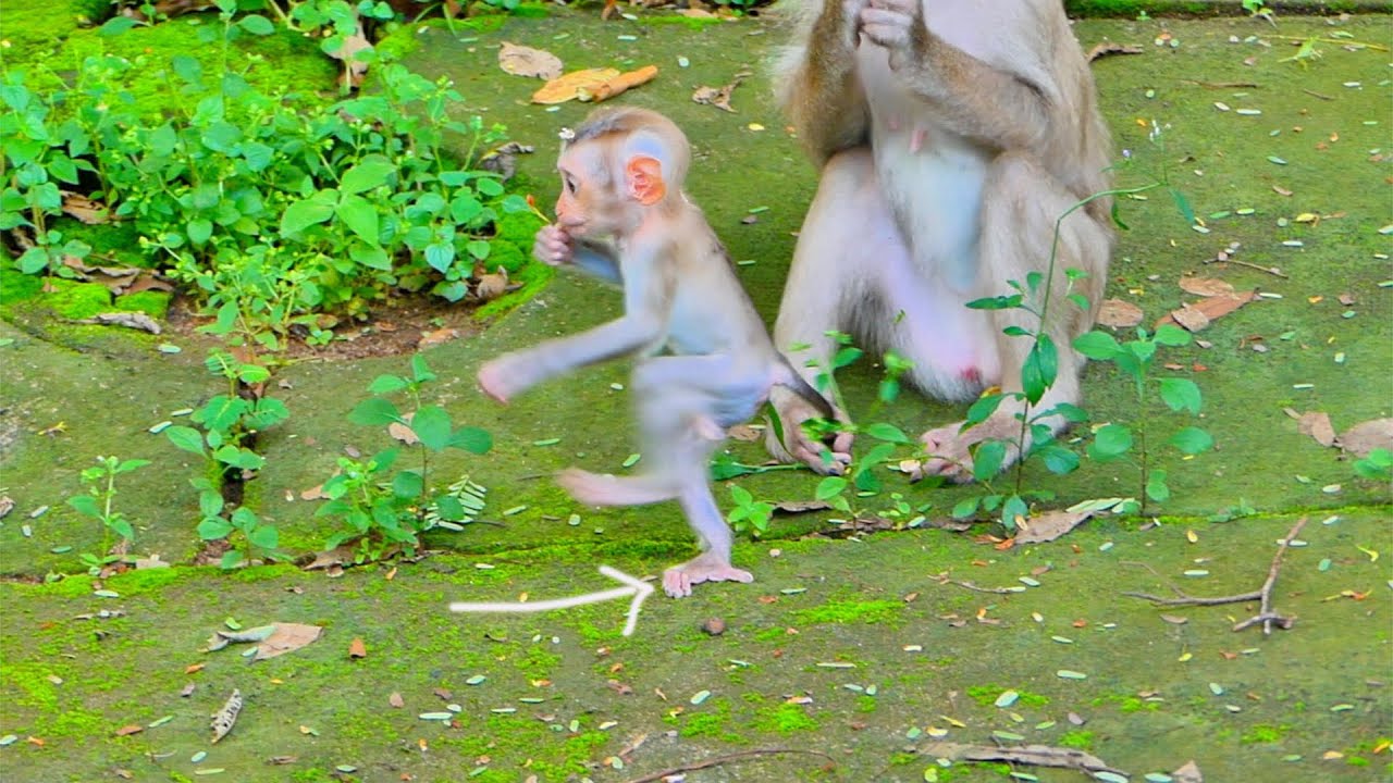 So best...Baby monkey MARCO standing by one leg style. - YouTube