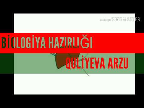 Qaraciyərin qan damarları( qaraciyər arteriyası, qapı venası, qaraciyər venası)
