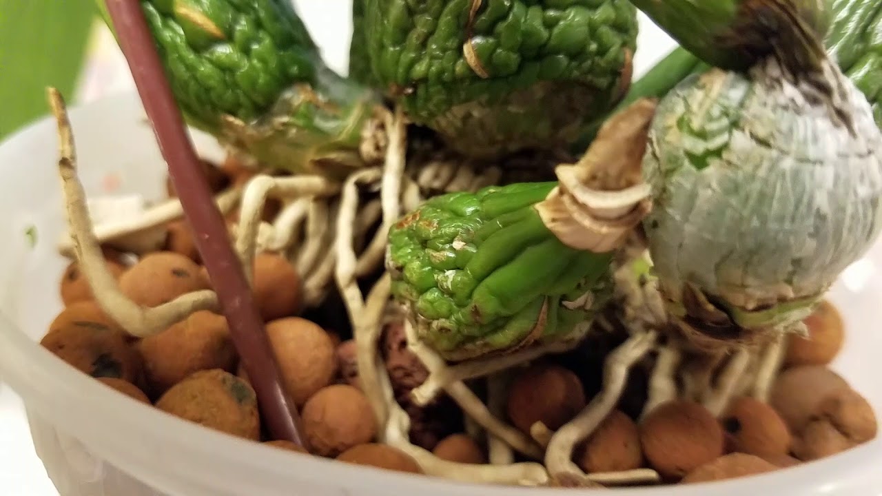 Rioclarense orchid hybrid part2 - YouTube