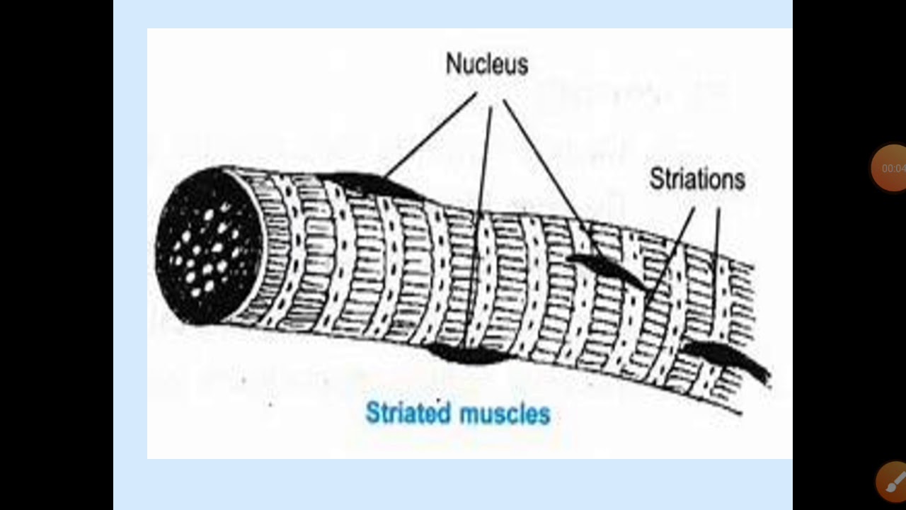 Muscular tissue class IX Biology - YouTube